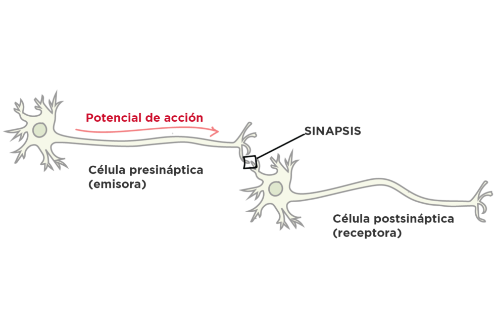 Cómo se comunican las neuronas: sinapsis - NeuroDoza